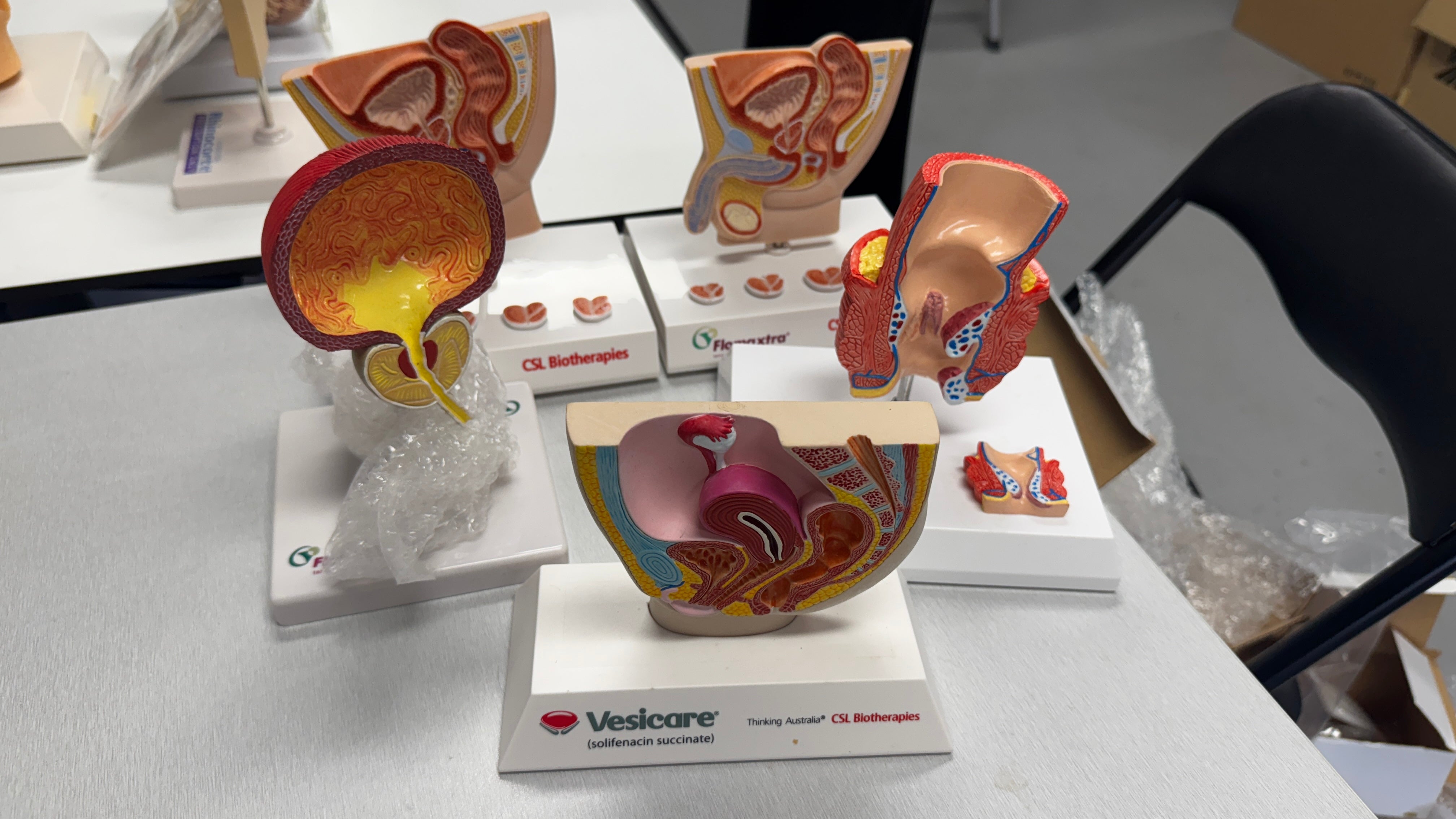 Reproductive System - Educational Models – Medical Pantry